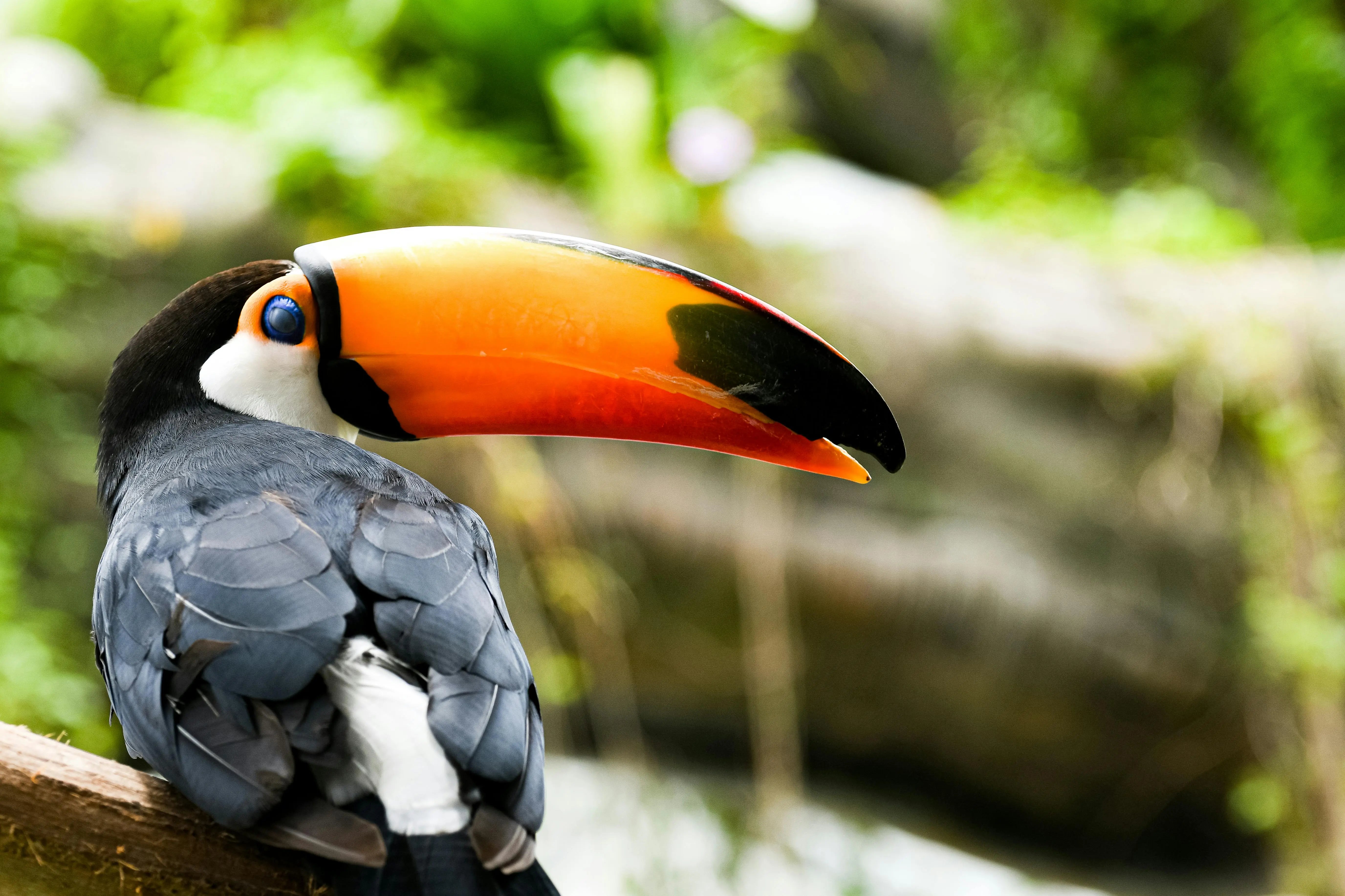 Spread Your Wings and Test Your Knowledge with Bird Trivia – Cheap Trivia